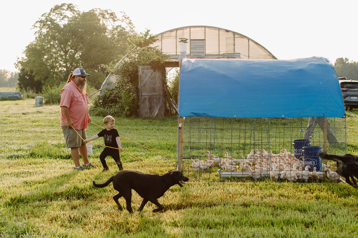 Why Chicken Raised with Love Costs More – Foxhollow Farm