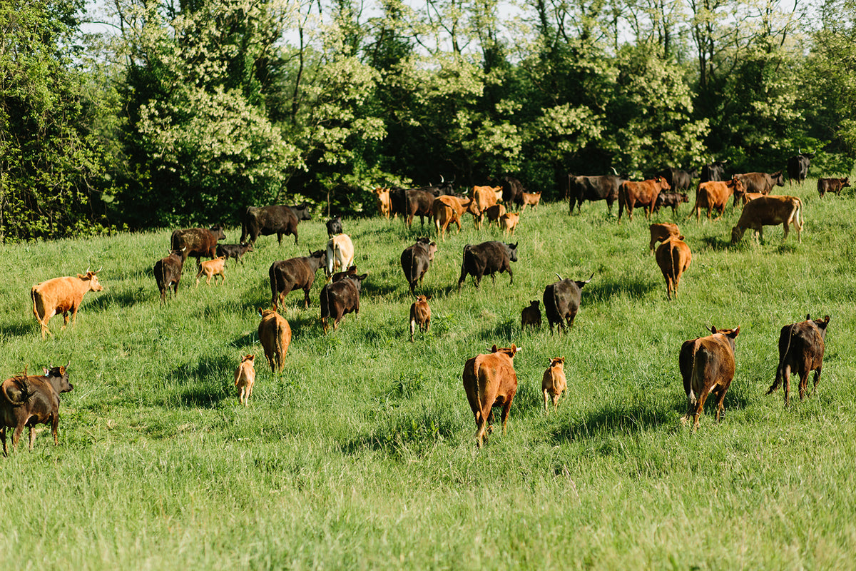 Day in the Life of Delilah – Foxhollow Farm