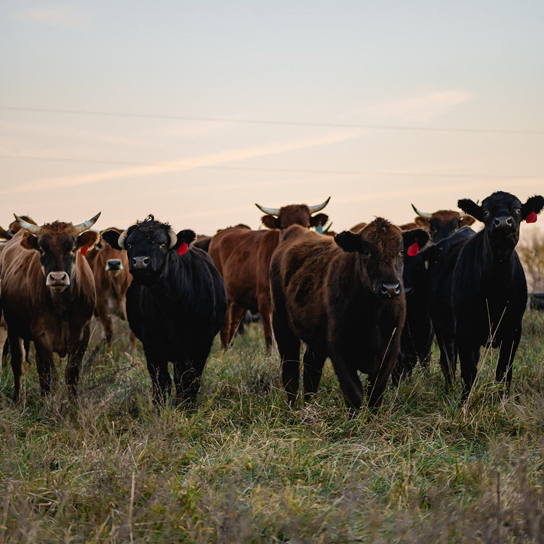 Buy 1/8 Beef Share | Premium Grass-Fed Beef | Foxhollow Farm